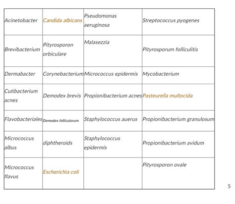 Solved Pseudomonas Acinetobacter Candida Albicans Aeruginosa Streptococcus Pyogenes