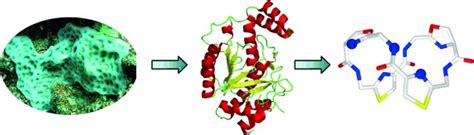 An Efficient Method For The In Vitro Production Of Azoline‐based Cyclic Peptides Houssen