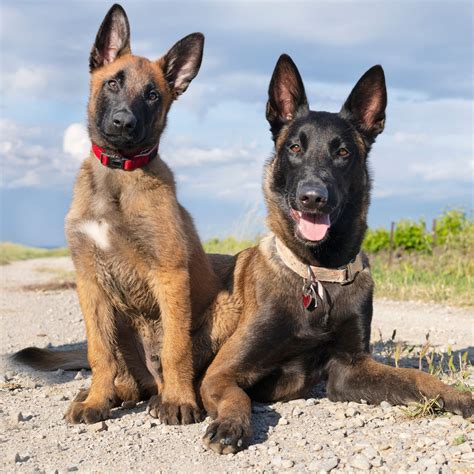 Teaching Mixed Level Classes Seminar Module Scent Work University