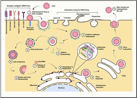 The Essential Guide Viruses And The Cycle Of Replication Worksheet Answer Key