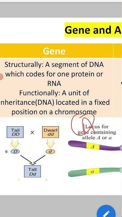 Gene And Allele Defination Of Gene And Allele Youtube