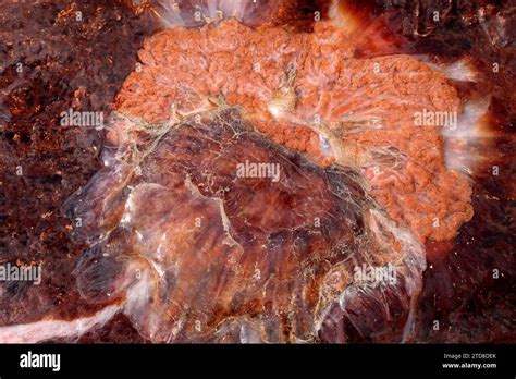 Lion S Mane Jellyfish Cyanea Capillata Giant Jellyfish Arctic Red