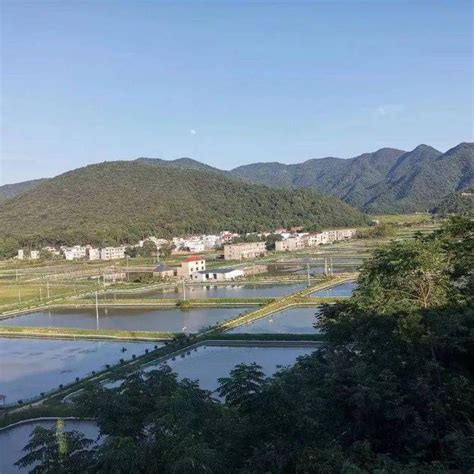 【乡村振兴】彭泽：绘就美丽乡村新画卷 黄花镇 发展 产业