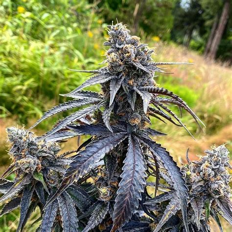 Cannabis Clone 3 Pack New York Seeds And Clones