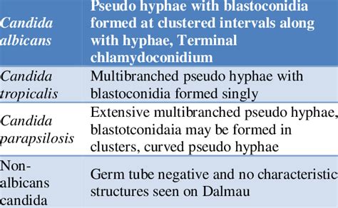 The Characteristic Dalmau Morphology In Different Candida Spp