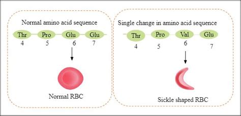 Haemoglobin Structure Types Functions Common Disorders Practice Problems And Faqs In