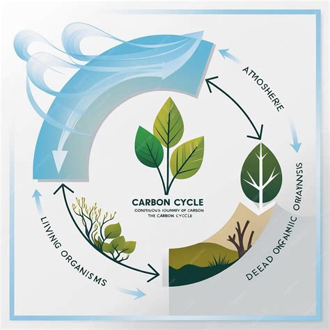 Carbon Cycle The Carbon Path From The Atmosphere Into Living Organisms Then Turning Into Dead