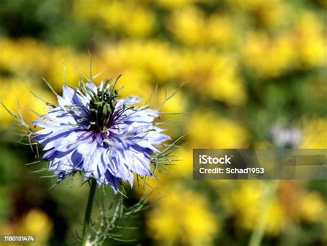 노란 배경에 융퍼 임 그뤼넨이라고 불리는 연한 파란색 꽃 0명에 대한 스톡 사진 및 기타 이미지 0명 개화기 근거리 초점 Istock