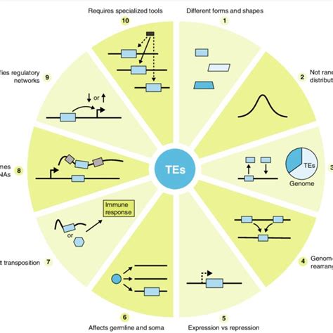 Classification Of Eukaryotic Transposable Elements Schematic And Download Scientific Diagram