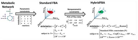 Polymodels Hub On Linkedin Genome Scale Modeling Of Chinese Hamster Ovary Cells By Hybrid…