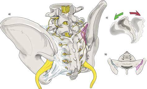 Anatomy Of The Sij A Posterior Oblique View Of The Sacrum And Iliac