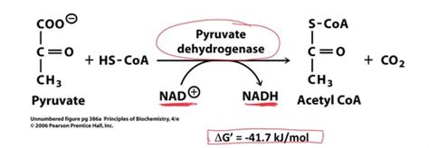 Chapter TCA Cycle Flashcards Quizlet