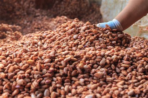 Cocoa Fermentation Process How Does Cocoa Fermentation Work