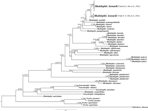 Bayesian Inference Bi Phylogenetic Tree Based On Concatenated Cyt B