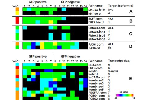 Application Of An Rna Amplification Method For Reliable Single Cell Transcriptome Analysis Rna