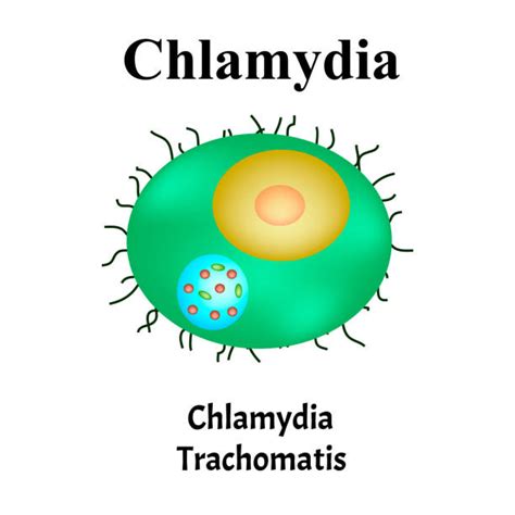 Chlamydia Illustrations Royalty Free Vector Graphics And Clip Art Istock