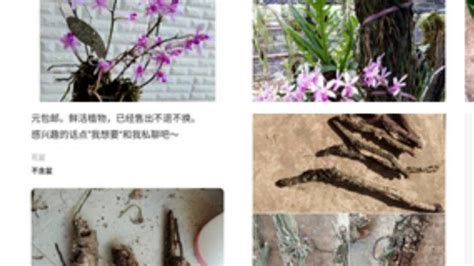 野保志愿者举报网店疑售国家保护植物警方已通知核实 凤凰网视频 凤凰网