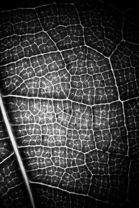 Leaf Cells Rphoto Leaf Cells Rphoto
