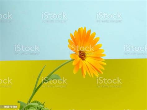 냄비 메리 골드 꽃 금송화 Officinalis 노란색과 파스텔 블루 배경에 고립 0명에 대한 스톡 사진 및 기타 이미지 0명 건강관리와 의술 금잔화 온대 식물