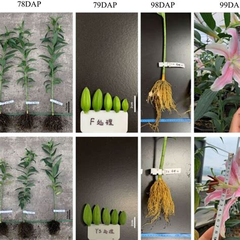 Germination Rate Of Each Cultivar Download Scientific Diagram