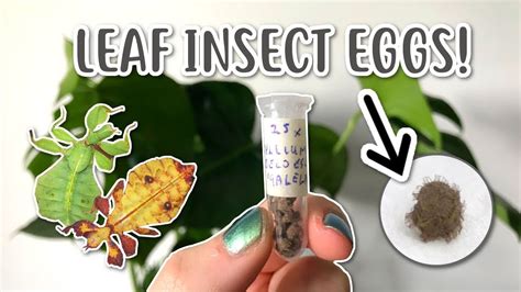 What Do Spiny Leaf Insect Eggs Look Like