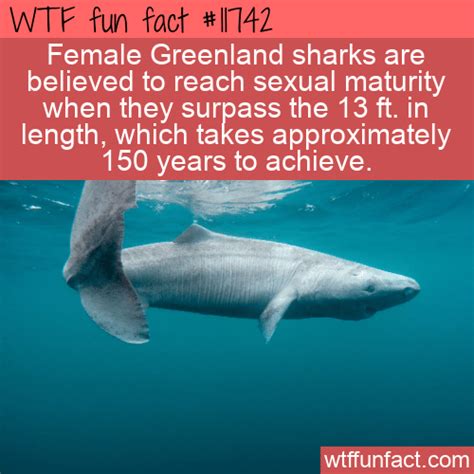 WTF Fun Fact Late Sexual Maturity