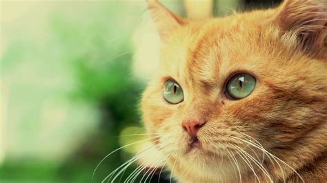 猫壁纸【424】动物静态壁纸 静态壁纸下载 元气壁纸
