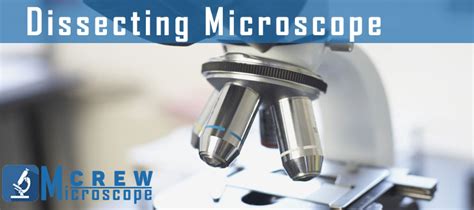 What Is A Dissecting Microscope Used For Microscope Crew