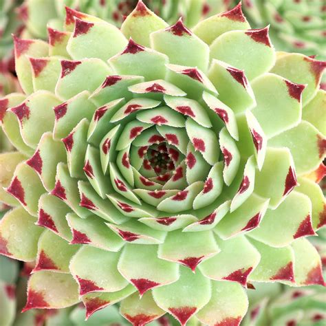 Sempervivum Calcareum Maroon Queen Mcg™