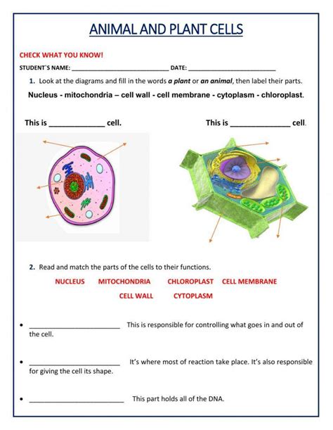 6th Grade Science Cells Worksheet Pdf Printable Pdf Template