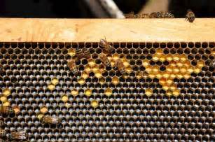 Купить пыльцу Магазин Пчеловодство г Тверь