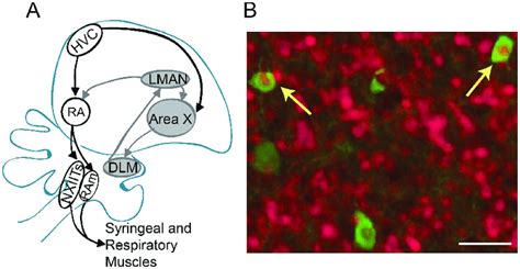 Diagram Of The Connections In Songbird Vocal Control Circuitry Download Scientific Diagram