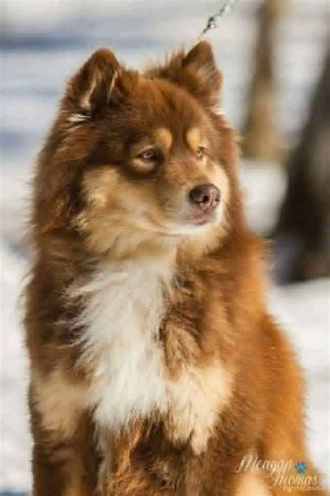 Finnish Lapphund Colors Finnish Lapphund Facts Wisdom Panel™ Dog