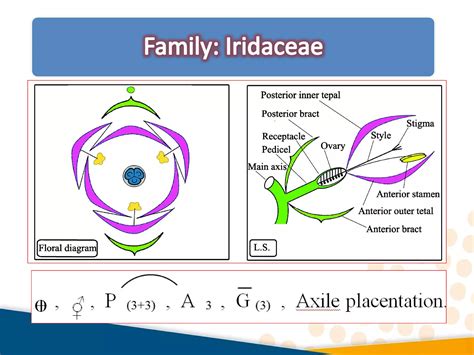 Practical Flowering Plant Taxonomy All Families Ppt Gardening