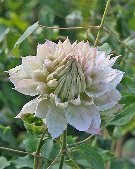 10 Stunning Double Flowered Clematis That Will Leave You In Awe With