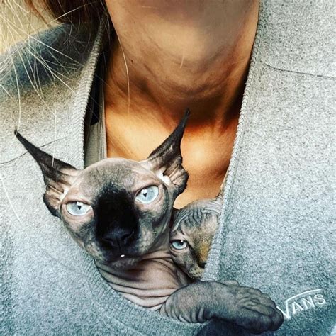 Фото котиков Fotorelax