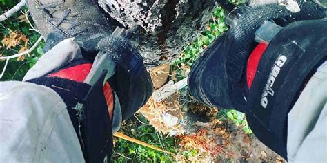 Does Cabling Hurt A Tree What You Need To Know