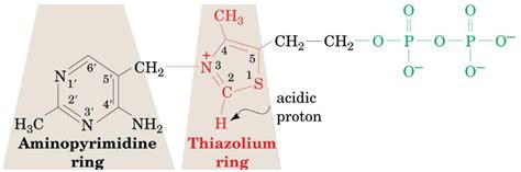 Chapter 4 Krebs Cycle I E The TCA Cycle BS2003 Biochemistry II