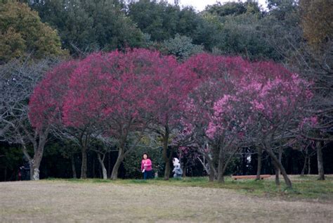 遊機秘路 堺市の荒山こうぜん公園まで梅の撮影に