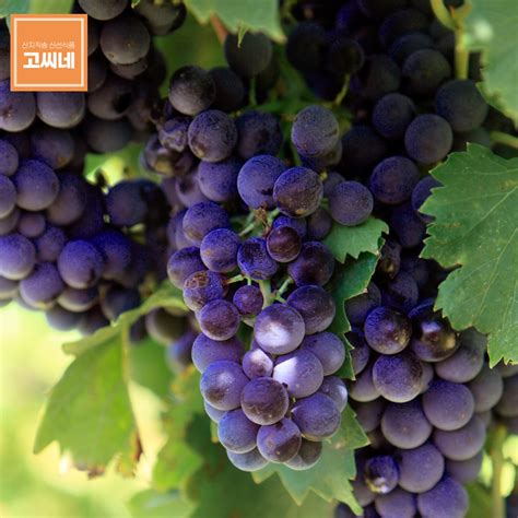 고씨네 프리미엄 국산포도1kg 포도종류 포도효능 포도 홈플러스 택배배송