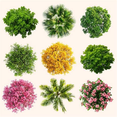 Top View Tree Design Element Free Photo Rawpixel