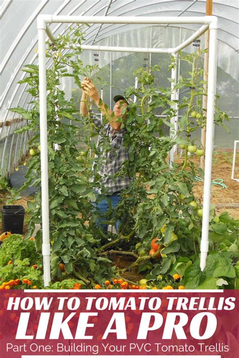 Easy Pvc Tomato Trellis Part One