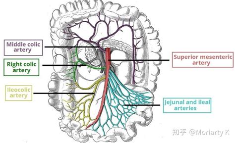 按生物学分析把人类从腰中间切断能活多久，会是什么感受？ 知乎
