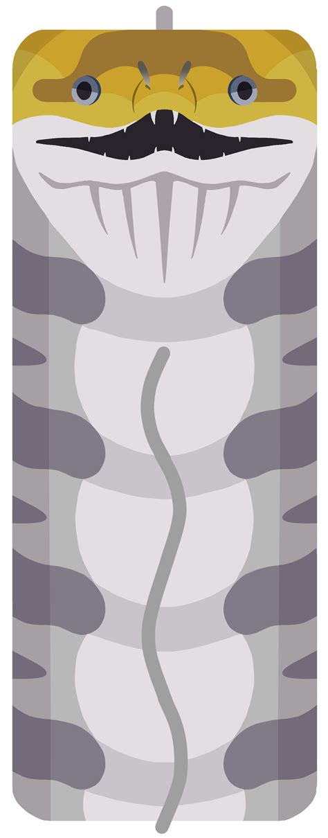 Moray Eel Banded Moray200c Rdeeeepioskins