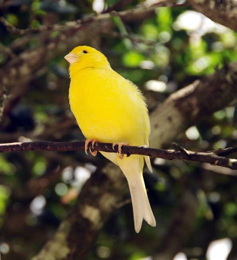 Canary Birds Were Named After The Canary Islands Not The Other Way Around