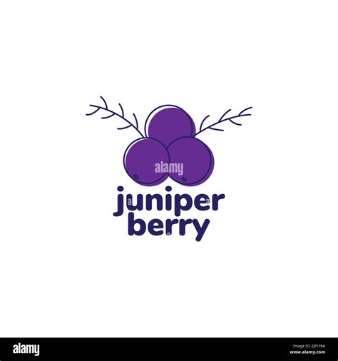 Evergreen Juniper Green Branch Stock Vector Images Alamy