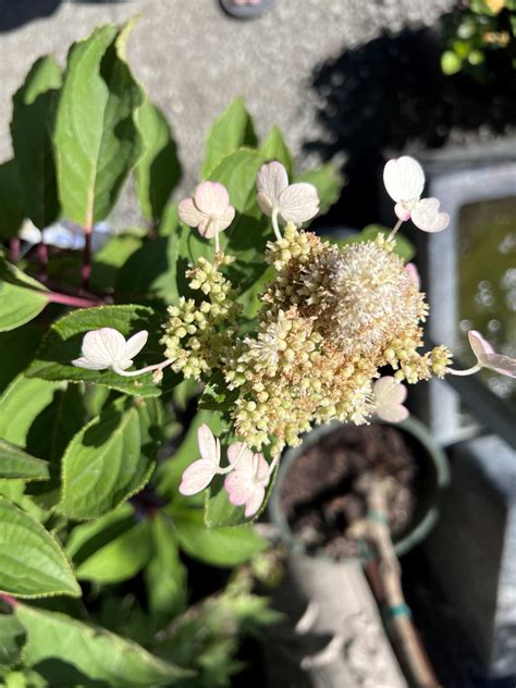 Hydrangea Paniculata Introduced Europe Usa Eflora Of India