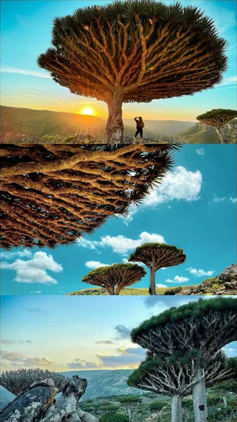 شجره دم الأخوين في جزيرة سقطرى اليمنيه