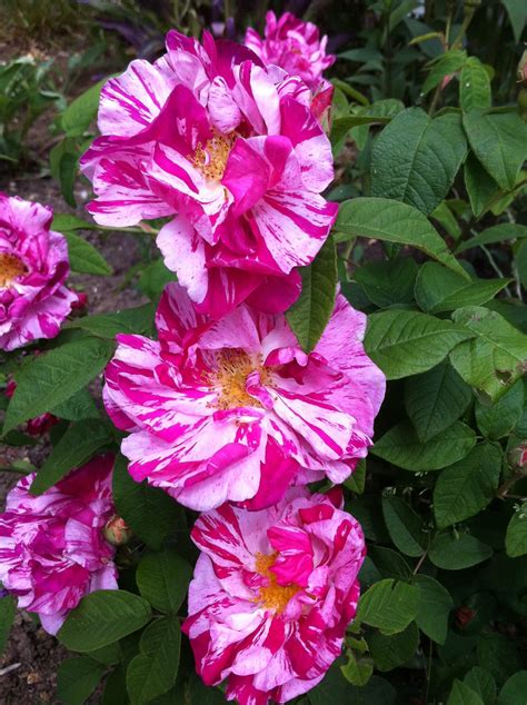 Rosa Gallica Rosa Mundi