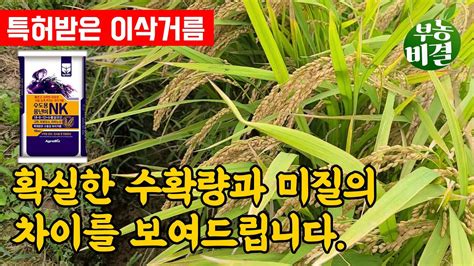 사용해 보신 농민들 모두가 인정하는 놀라운 이삭거름 Youtube